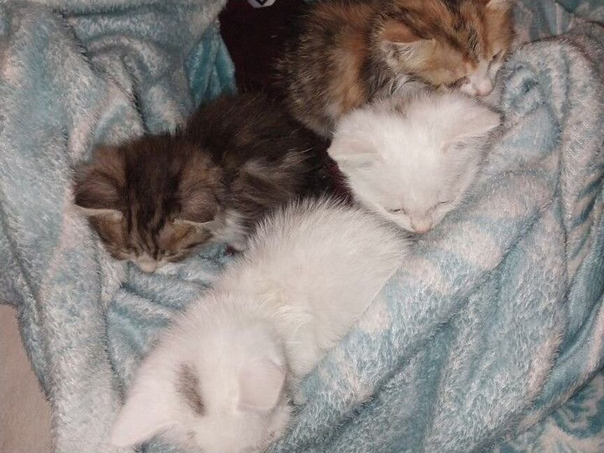 Отдам бесплатно котят в хорошие руки
