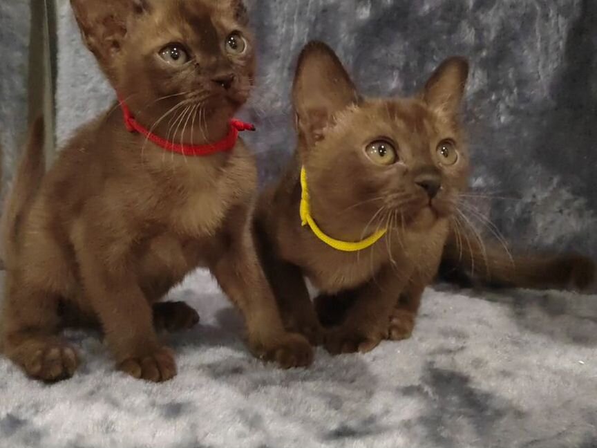 Бурманская