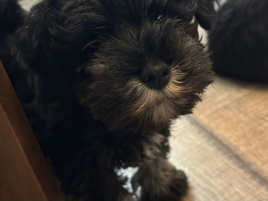 Цвергшнауцер