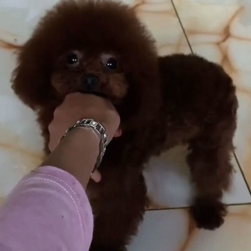 Той-пудель, взрослый пёс