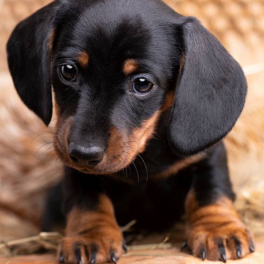 Карликовая такса, щенок