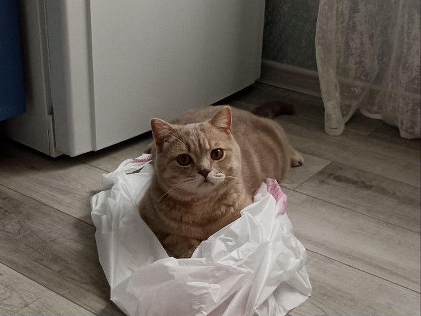 Продам кота