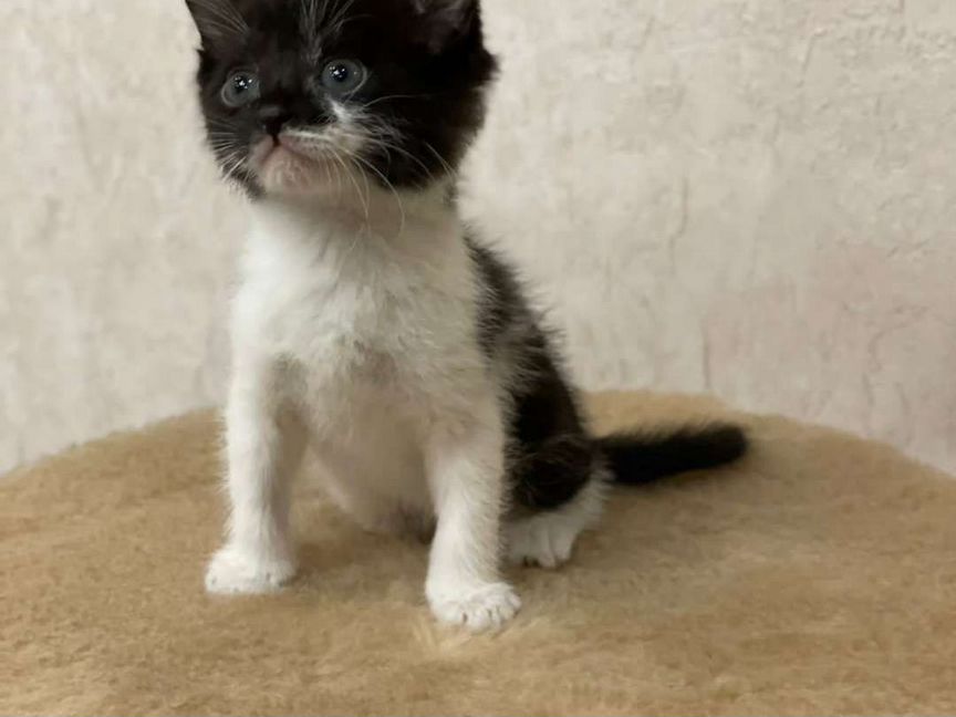 Крошечка ищет семью нашли на улице