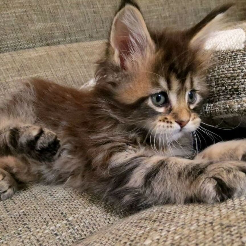 Котёнок Мейн куна девочка