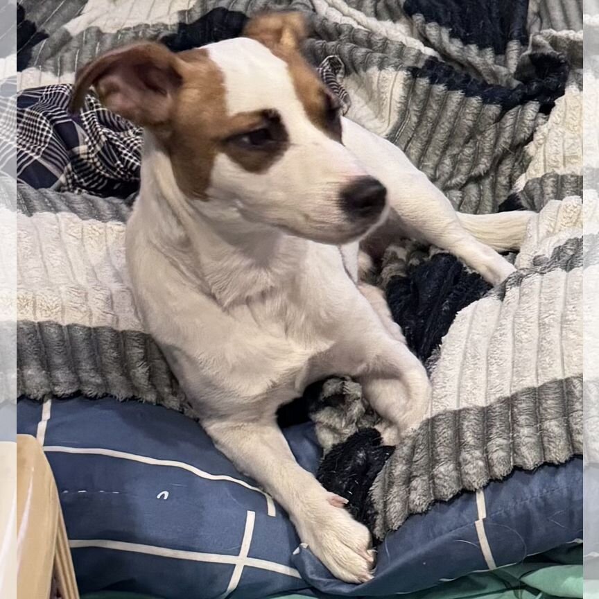 Джек-рассел-терьер, щенок