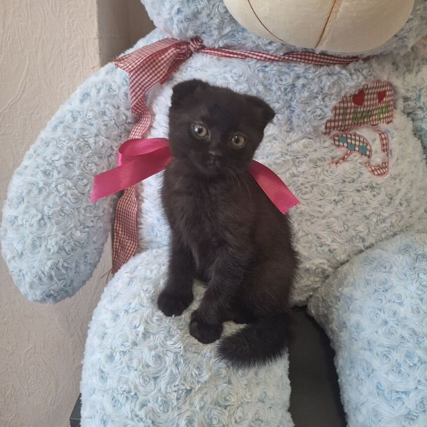 Вислоухая Амелия девочка (1,5 месяца)