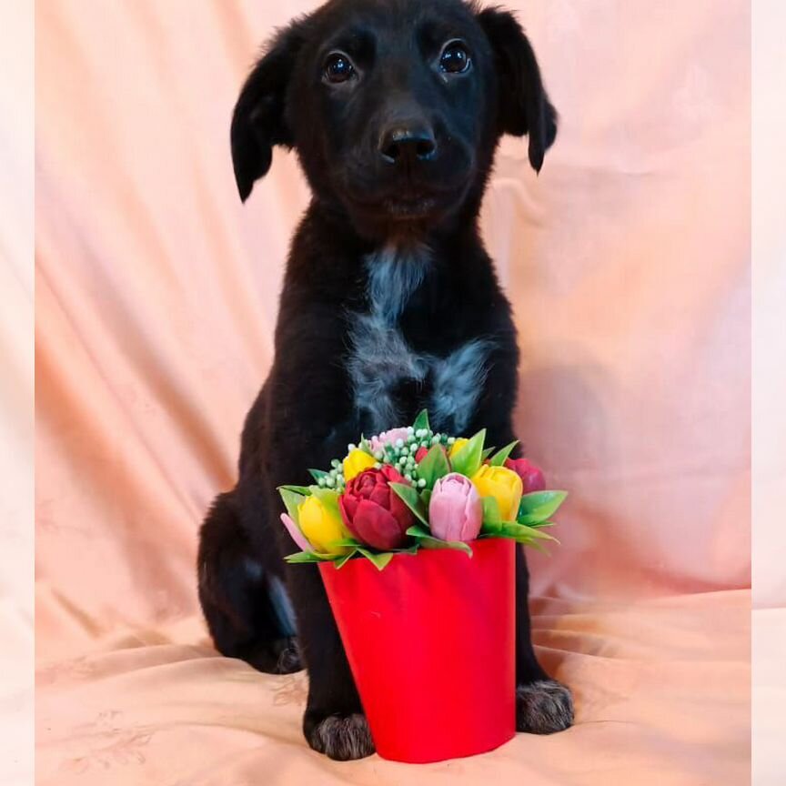 Щенок в добрые руки