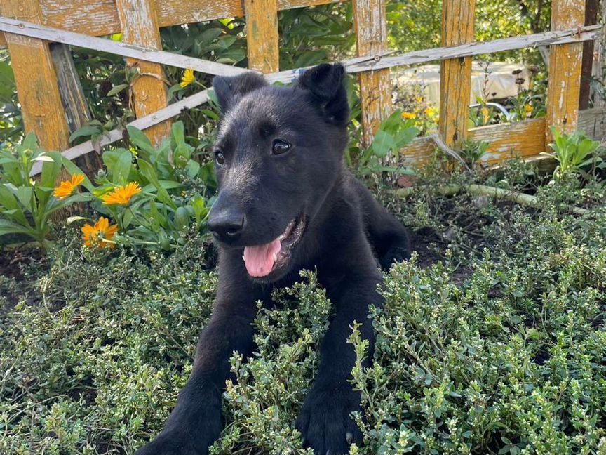 Кутята стерилизованные