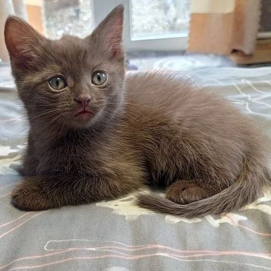 Котёнок в добрые руки