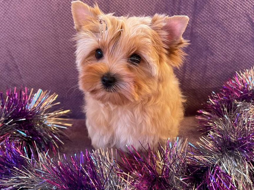 Яркая солнечная йорочка