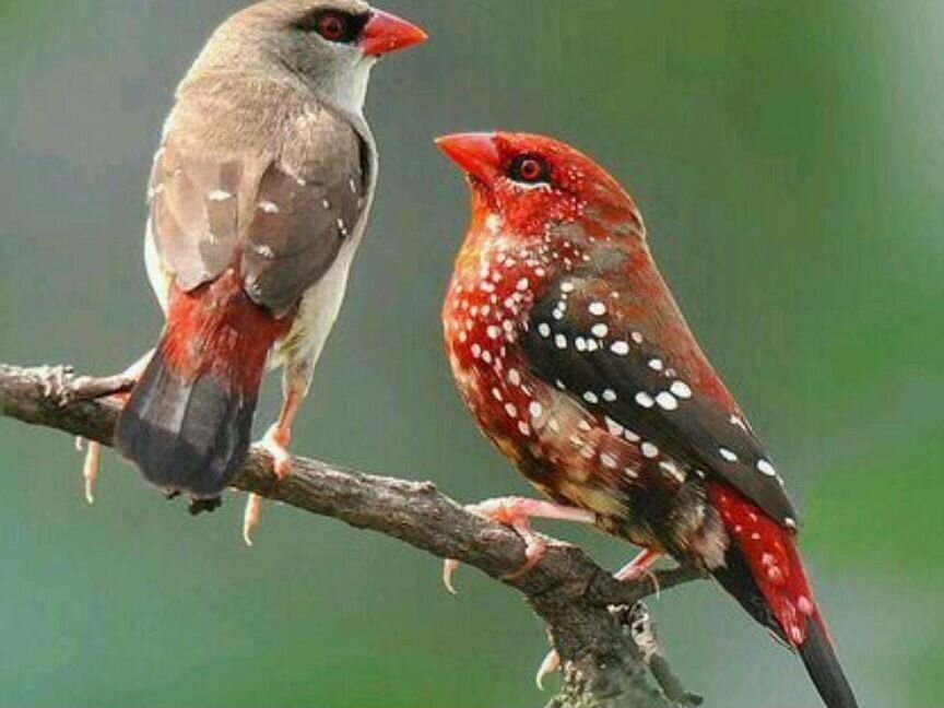 Тигровыйстрильд