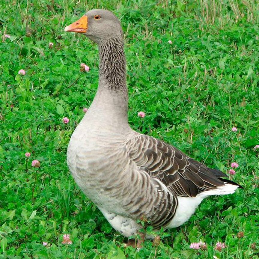 Продаётся гусь