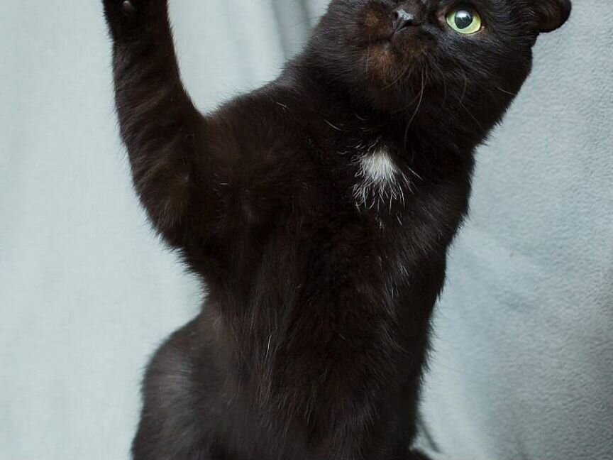 Замечательный черный кот в дар
