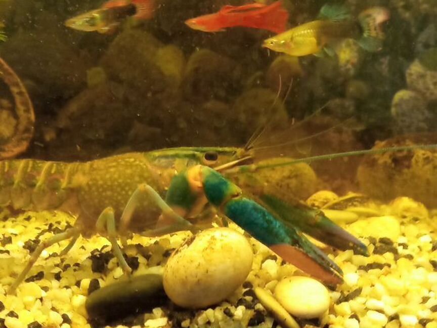 Раки австралийские красноклешневые