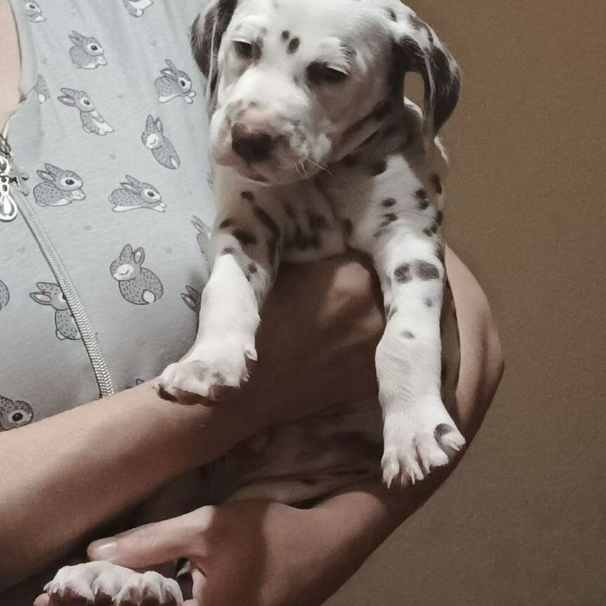 Долматинец