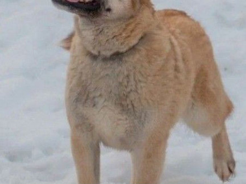 Кому милеейшую Собаку на радость и счастье