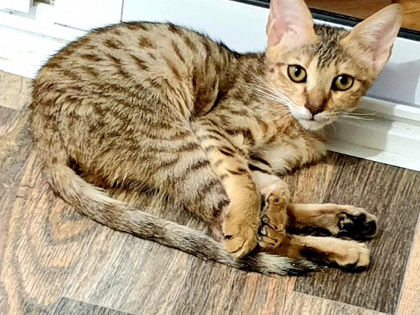 Котенок бесплатно