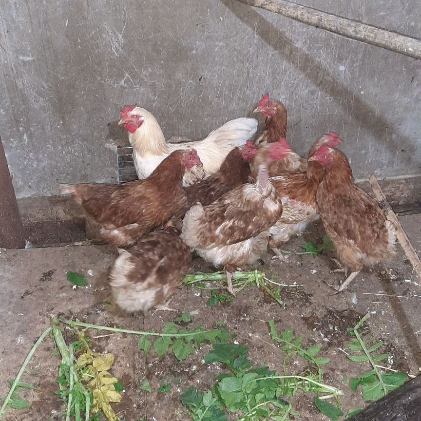 Куры несушки+петушок