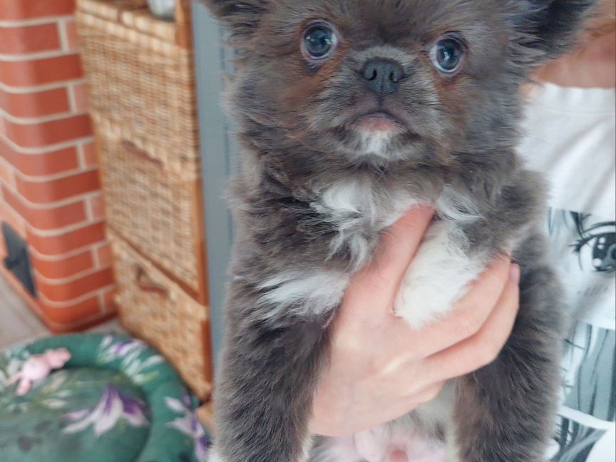 Щенки чихуахуа