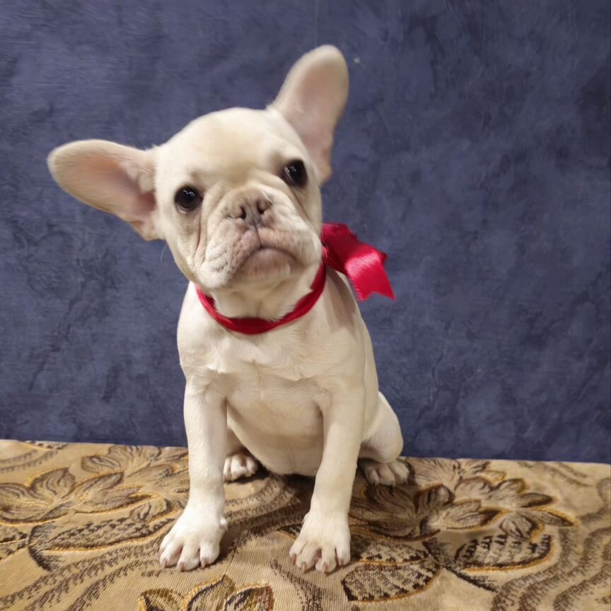 Девушка кремовая