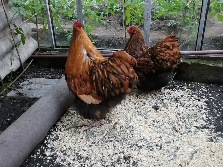 Продам семью породных кур