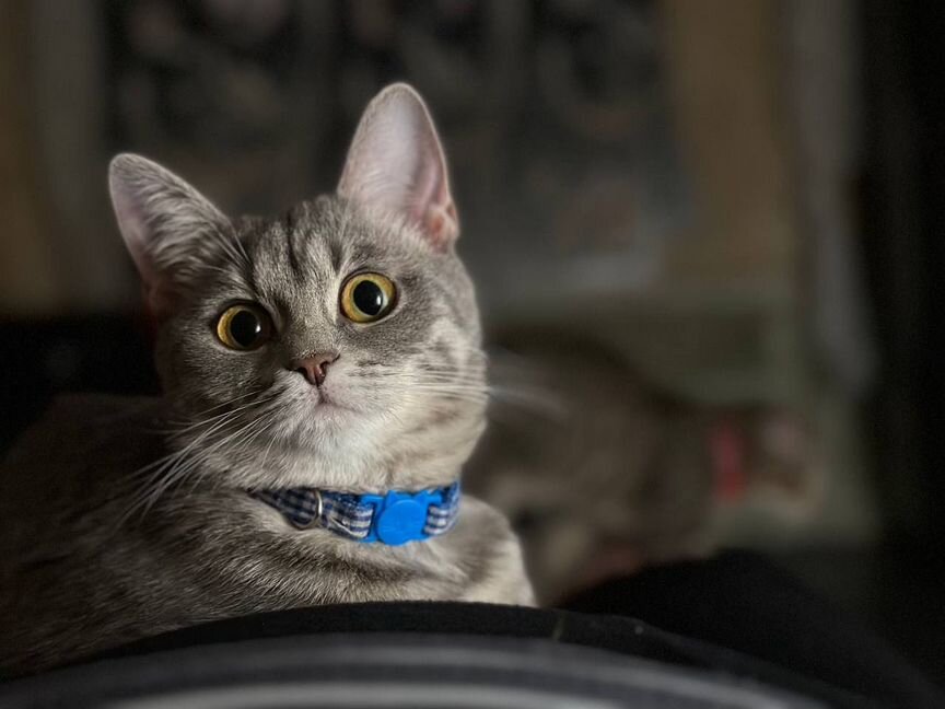 Котенок