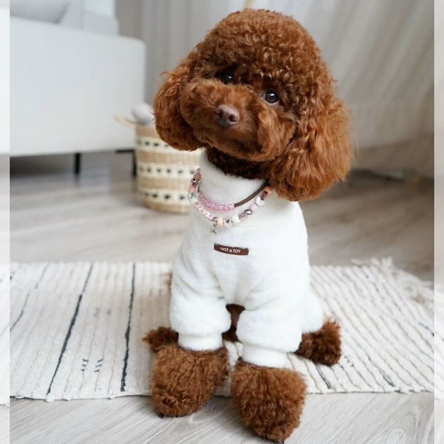 Той-пудель ред браун и Мальтипу