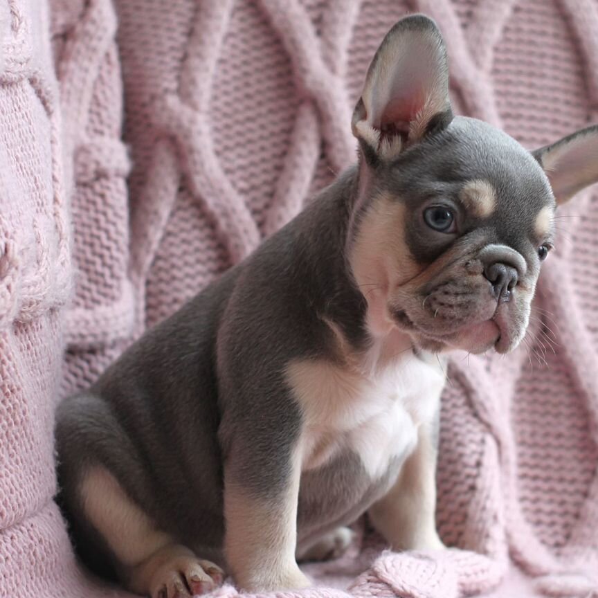 Французский бульдог, щенок
