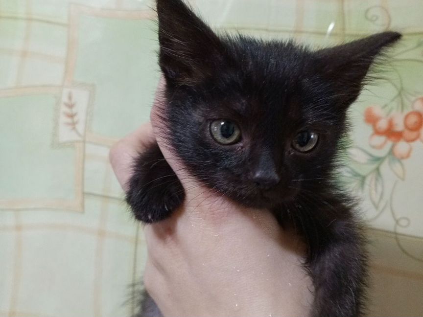 Кошки в добрые руки бесплатно