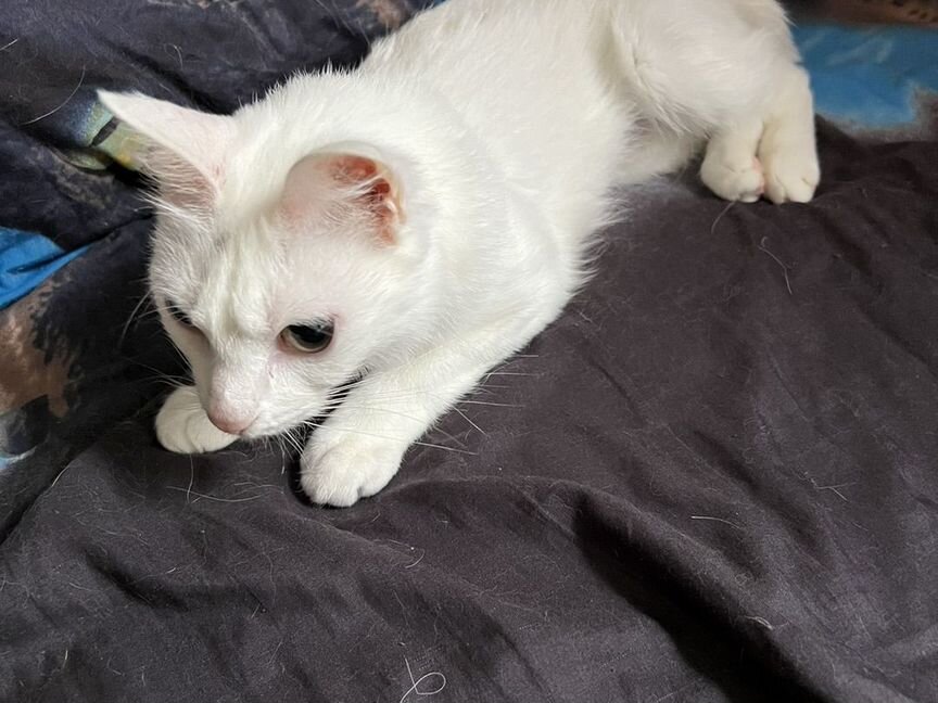 Кошечка в добрые руки