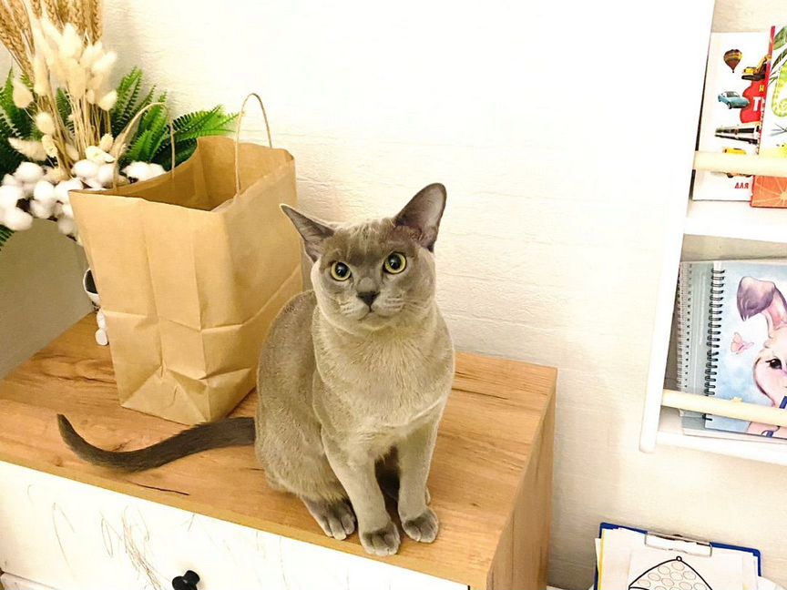 Бурманская порода вязка