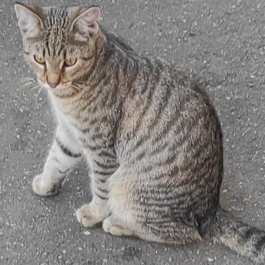 Кошечка подросток бывшедомашняя