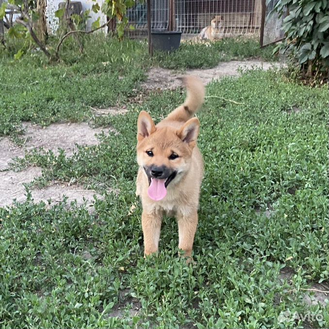 Сиба ину мальчишки