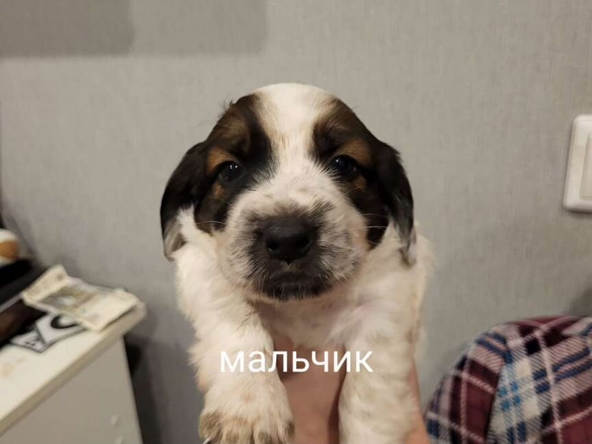 Русский охотничий спаниель щенки