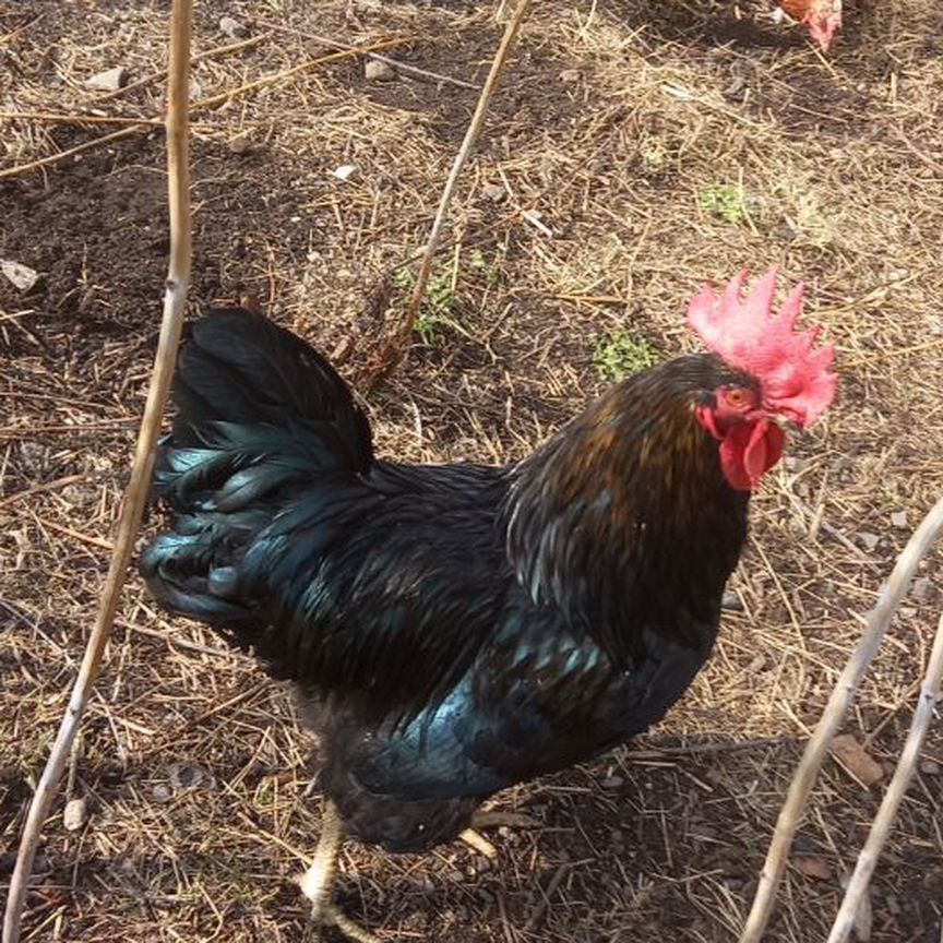 Куры петухи