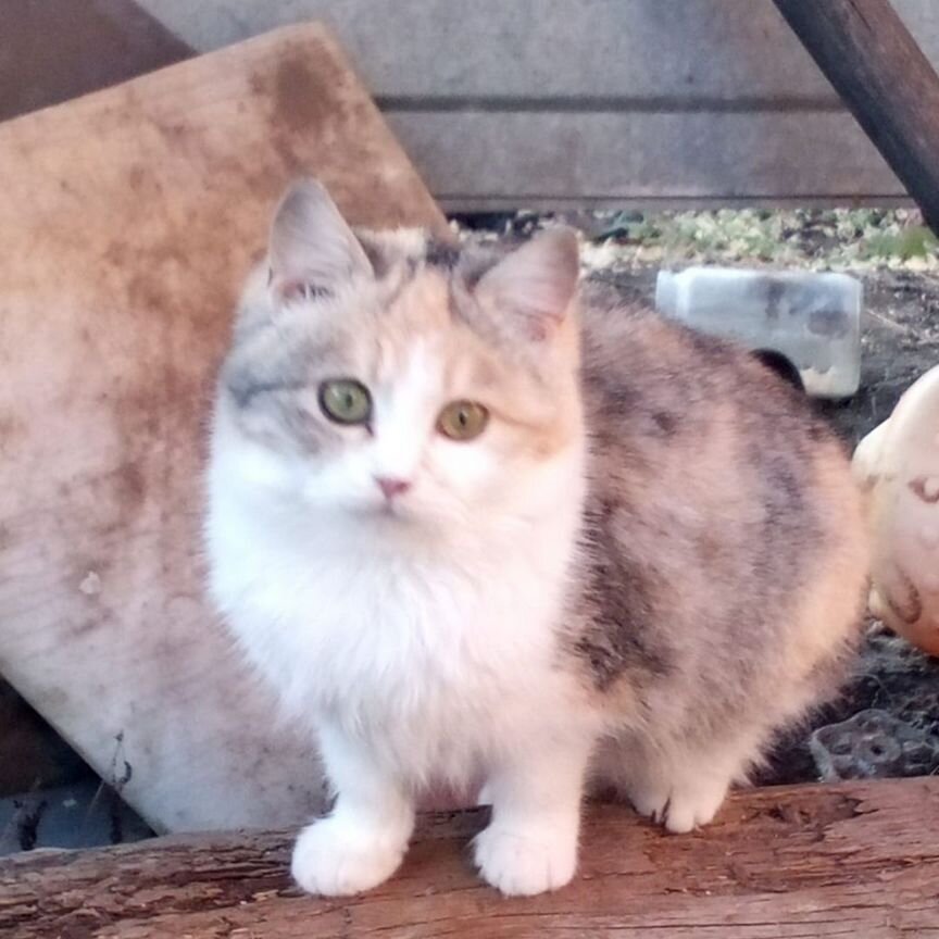 Котята