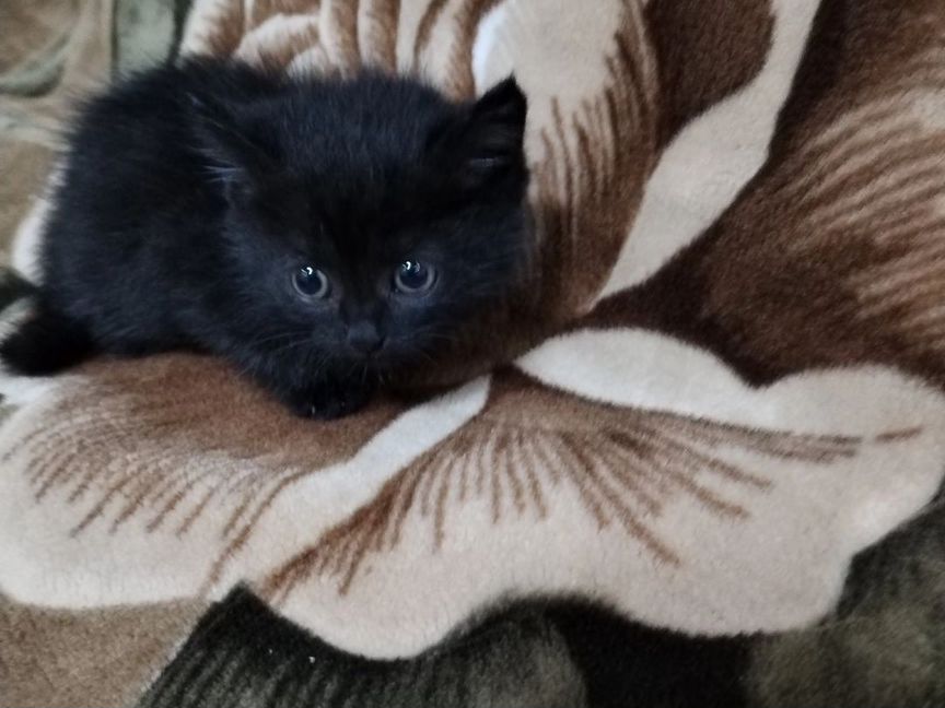Котик 1.5 месяца