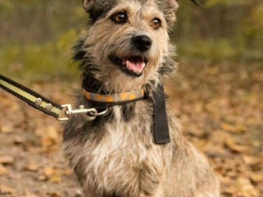 Собака в добрые руки