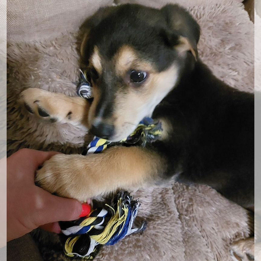 Щенок, малышке 3 месяца