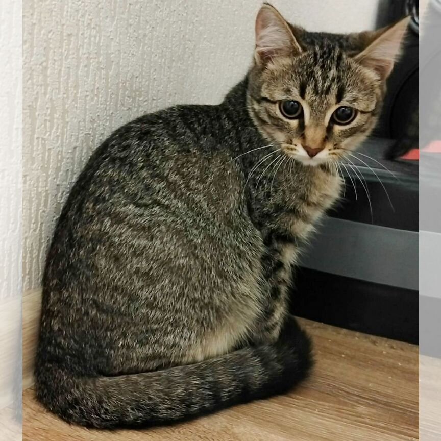 Бездомный котенок в добрые руки