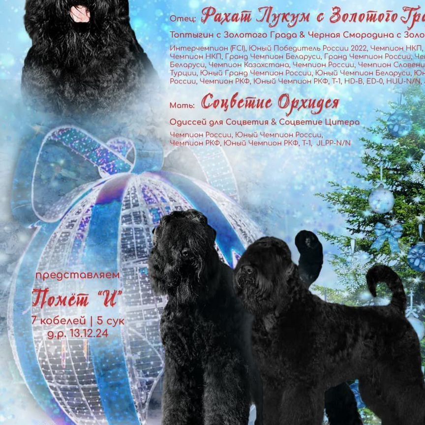 Щенки Русского Черного Терьера