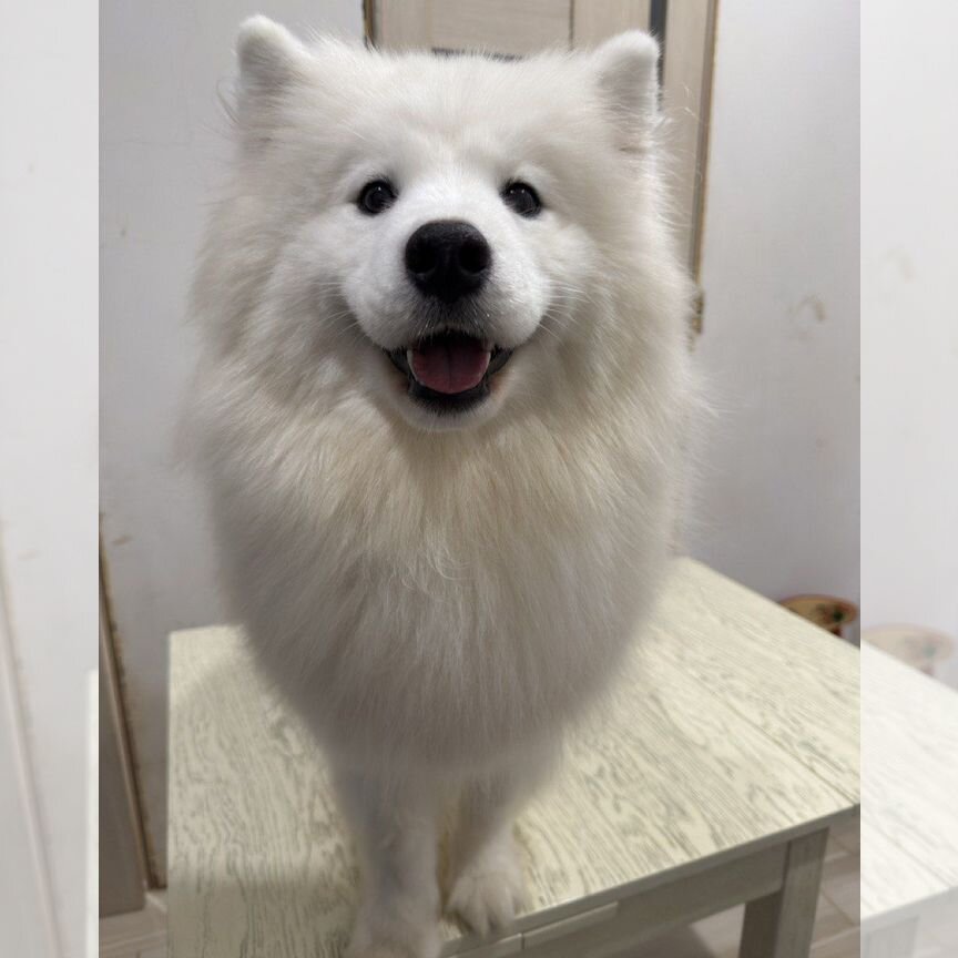 Самоедская собака, щенок