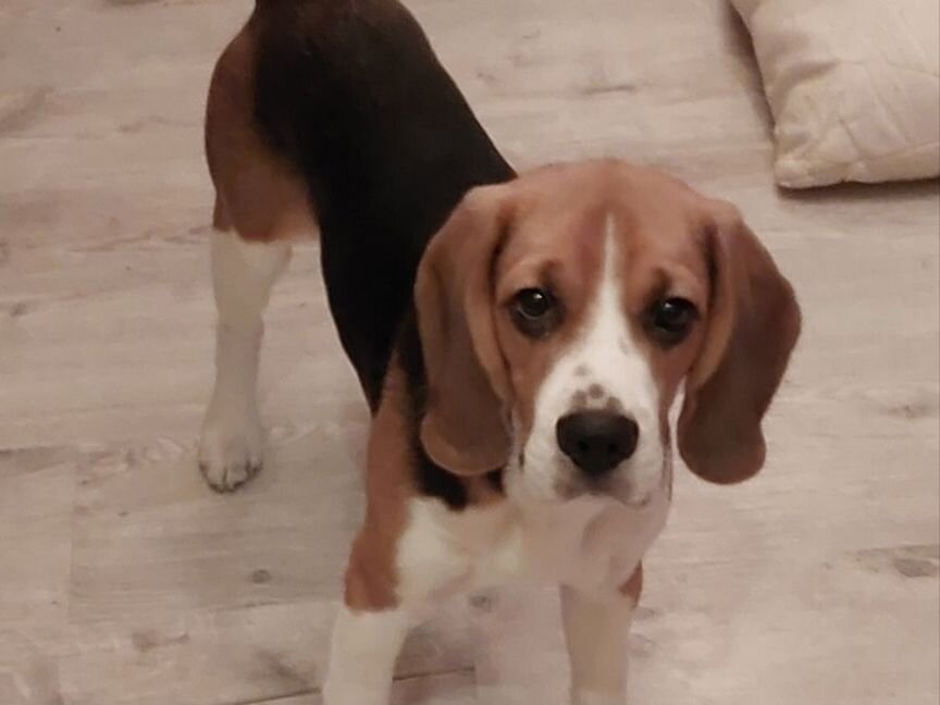 Бигль РКФ мальчик