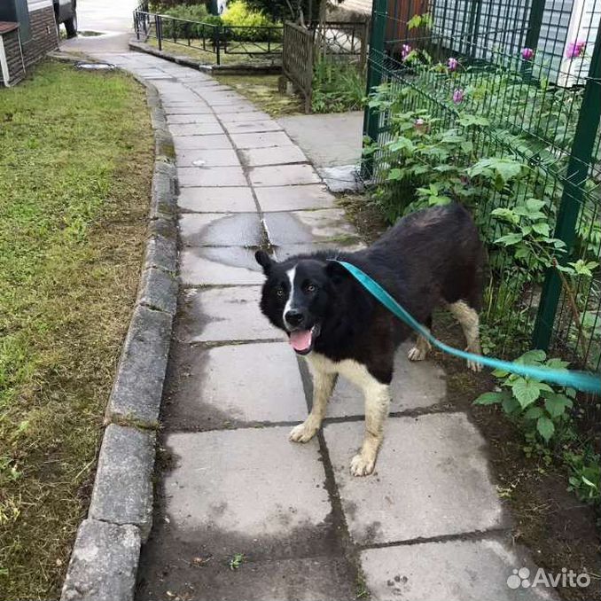 Пёсик очень добрый