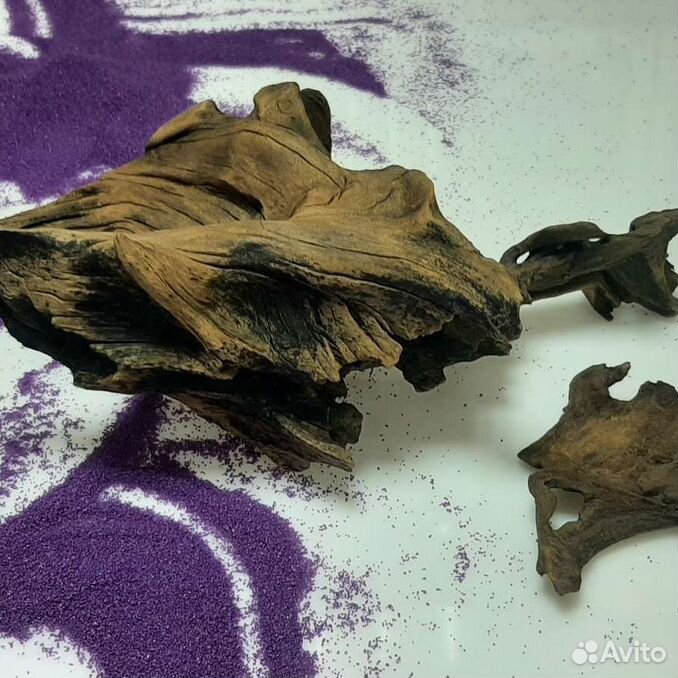 Коралл балянус