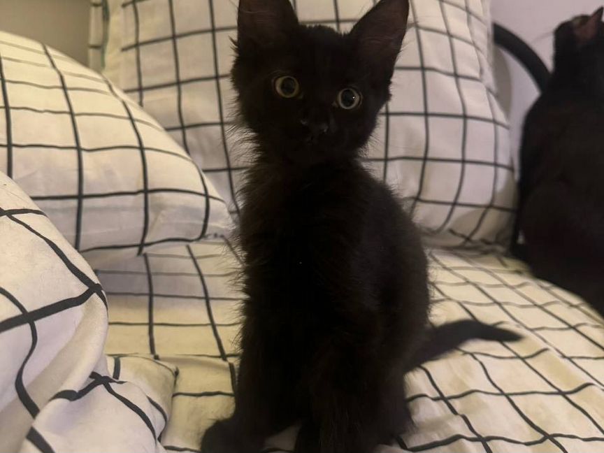 Котенок девочка чисто черный окрас