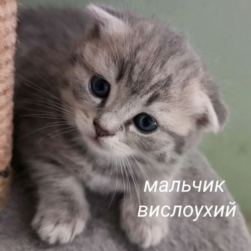 Шотландский вислоухий короткошёрстный котёнок
