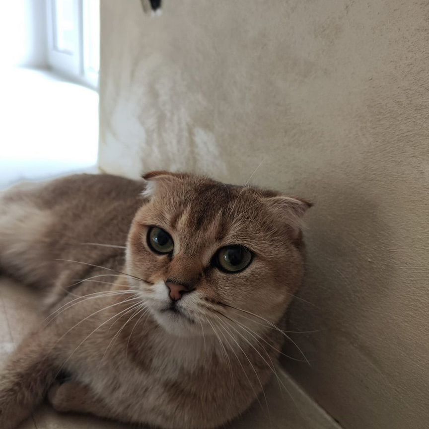 Кошка шотладская вислоухая