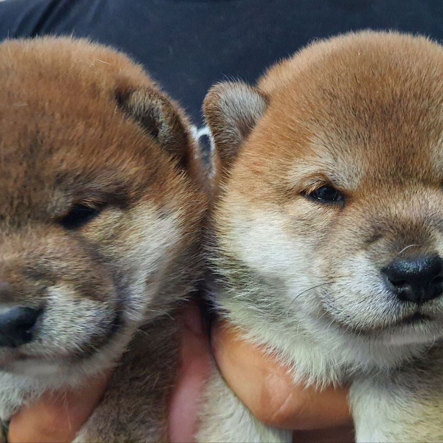 Шикарные сибушки