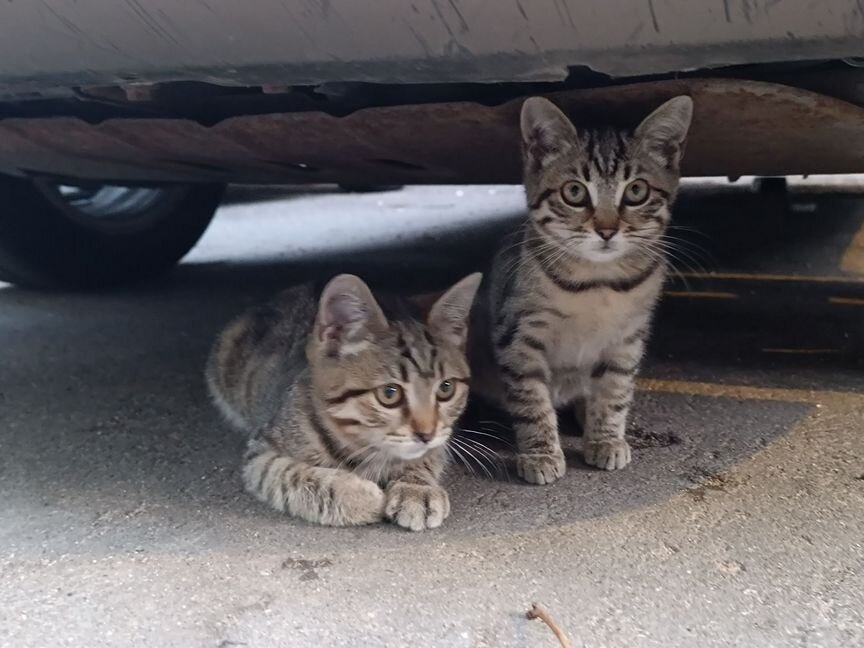 Котята в добрые руки тигристые